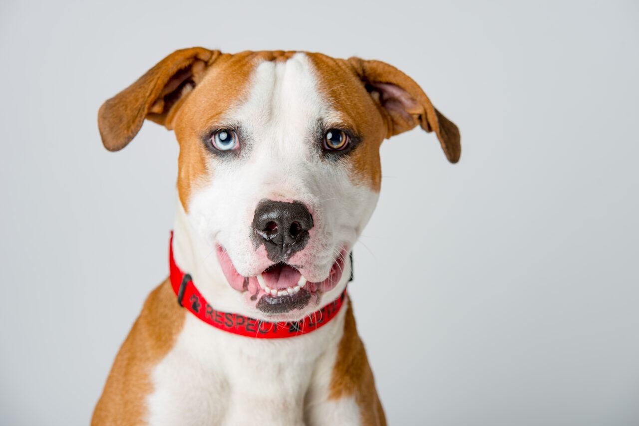 2nd Chance Animal Center