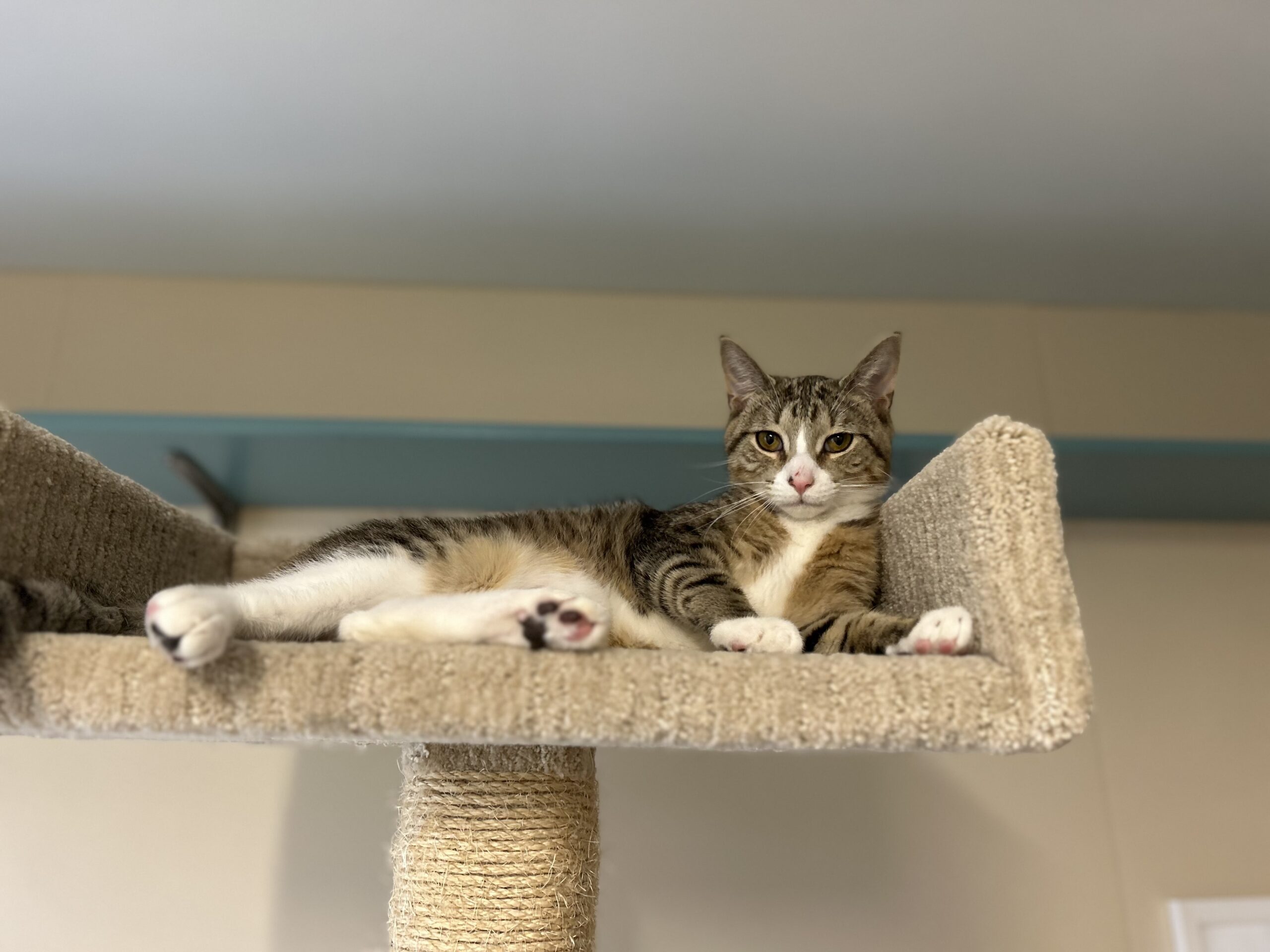 Adopting a Cat | 2nd Chance Animal Center