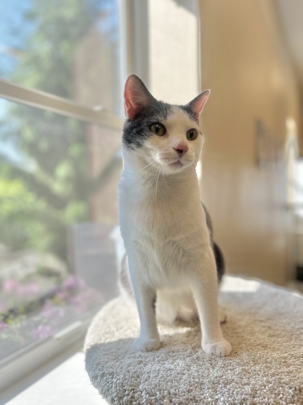 Adopting a Cat | 2nd Chance Animal Center